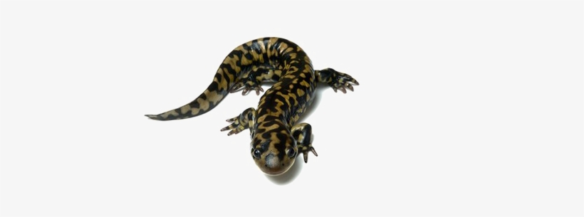 Salamander Png Download Image - Salamander Canada - Free Transparent ...