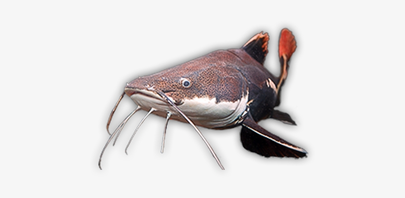 Catfish Png Photos - Catfish Logo Transparent - Free Transparent PNG ...