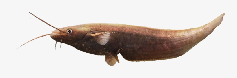 Silurus-aristotelis - 013780c819e6832e - Aristotle's Catfish - Free ...