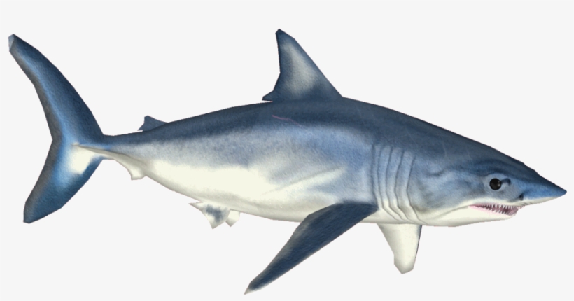 Shortfin Mako Shark - Free Transparent PNG Download - PNGkey