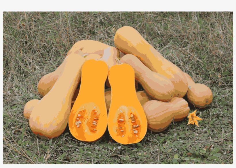Squash Plant Clipart Images