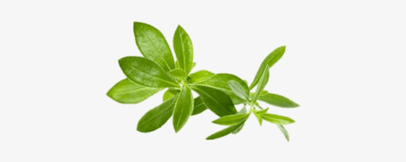 Savory - Savory Herb - Free Transparent PNG Download - PNGkey