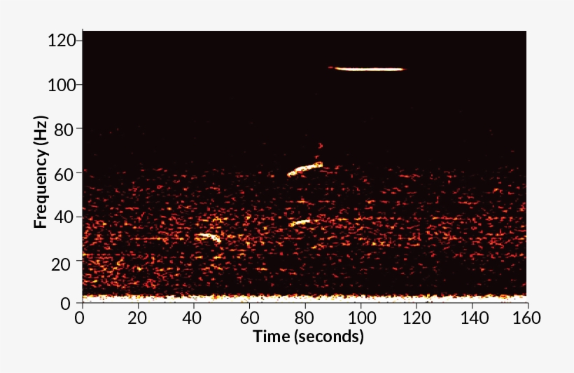 A Spectrogram Of A Pygmy Blue Whale Vocalization Shows - Spectrogram ...