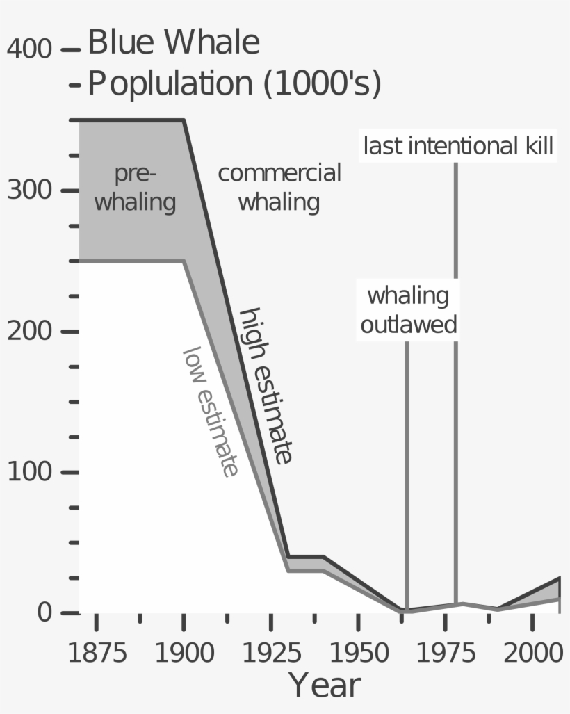Open - Blue Whale Population 2016 - Free Transparent PNG Download - PNGkey
