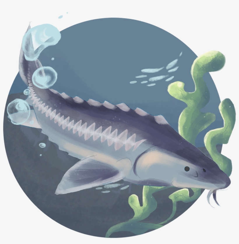 Endangered Species - Free Transparent PNG Download - PNGkey
