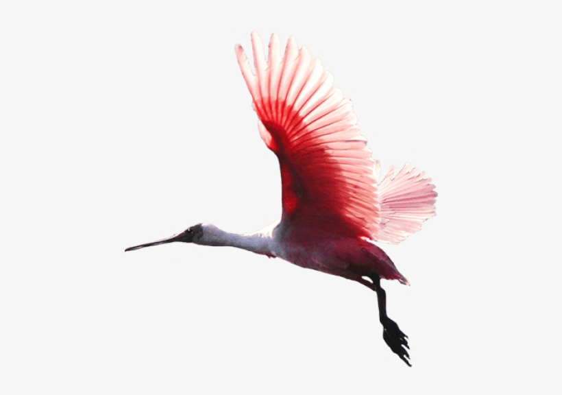 Free Png Birds Png Images Transparent - Red Bird Flying Png - Free ...
