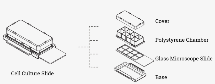 8-well Cell Culture Slides - Chamber Slides For Cell Culture - Free ...