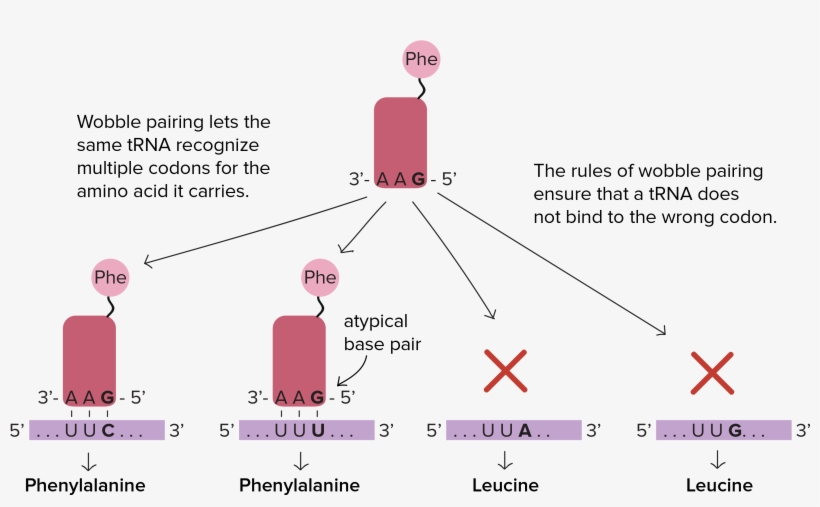 Wobble Pairing Lets The Same Trna Recognize Multiple - Trna Read 3 To 5 ...