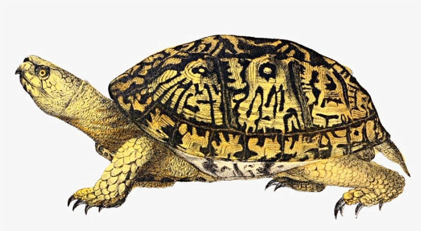 Turtle Png File - Turtle Png - Free Transparent PNG Download - PNGkey