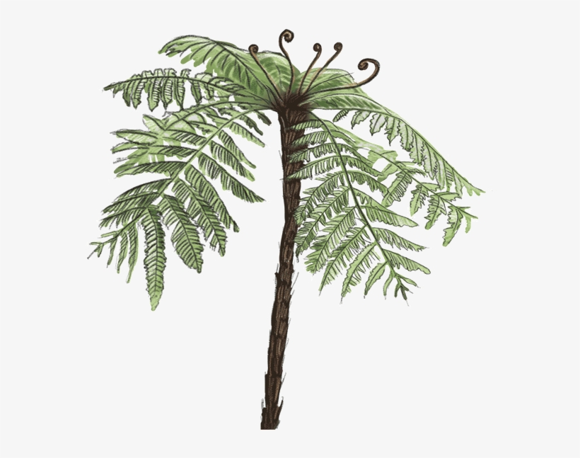 Fern - Tree Fern Png - Free Transparent PNG Download - PNGkey