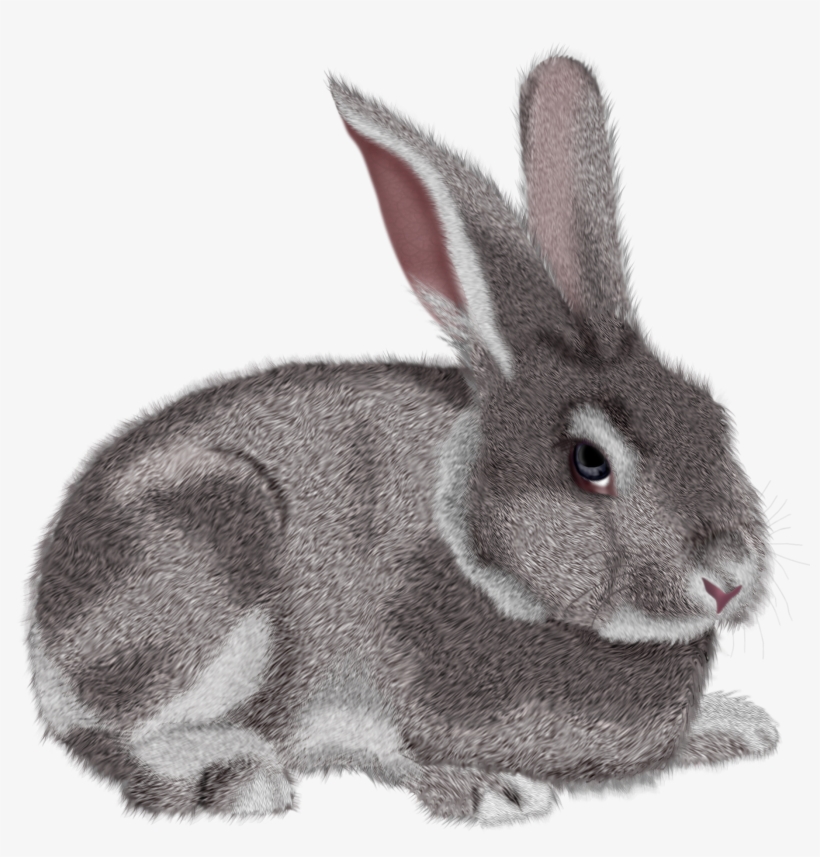 Rabbit Png Clipart - Free Transparent PNG Download - PNGkey