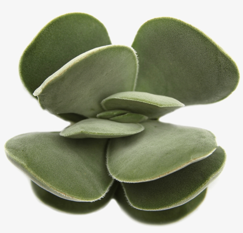 Succulent Png Free - Transparent Background Succulent Purple - Free ...