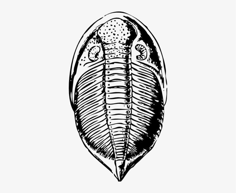 Trilobite Clipart - Free Transparent PNG Download - PNGkey