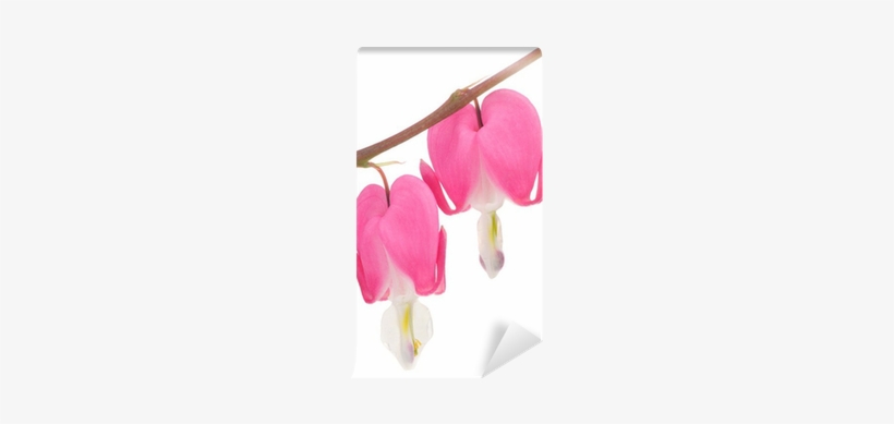 Pink Bleeding Heart Flowers On White Wall Mural • Pixers® - Bleeding ...
