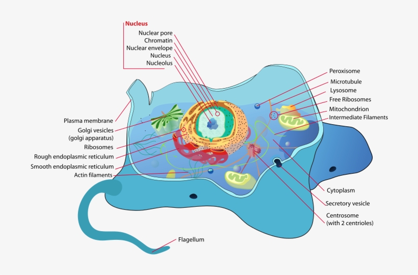 Animal Cell Structure En-svg - Membrane Bound - Free Transparent PNG ...