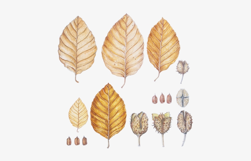 Beech Illustration - Drawing - Free Transparent PNG Download - PNGkey