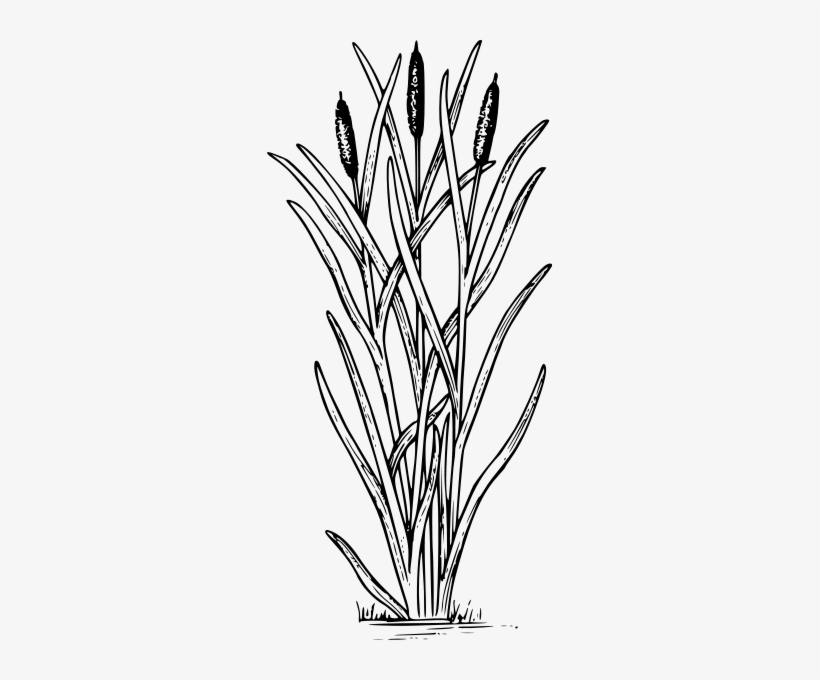 Cattail Clipart Png - Free Transparent PNG Download - PNGkey