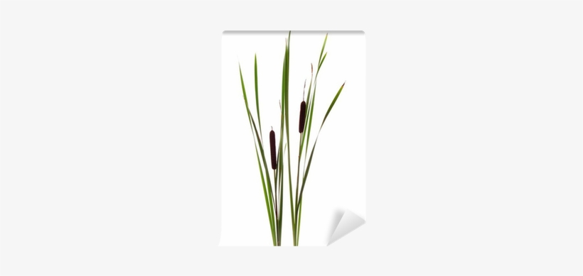 Cattail - Free Transparent PNG Download - PNGkey