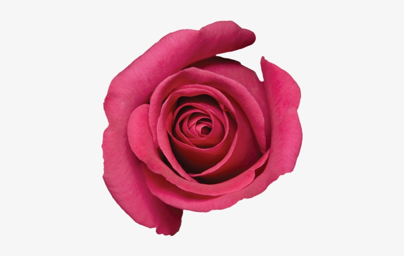 Pink Floyd - Free Transparent PNG Download - PNGkey