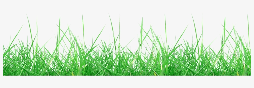 Grass Meadow Weed Transparent Background - Grass Transparent Background ...