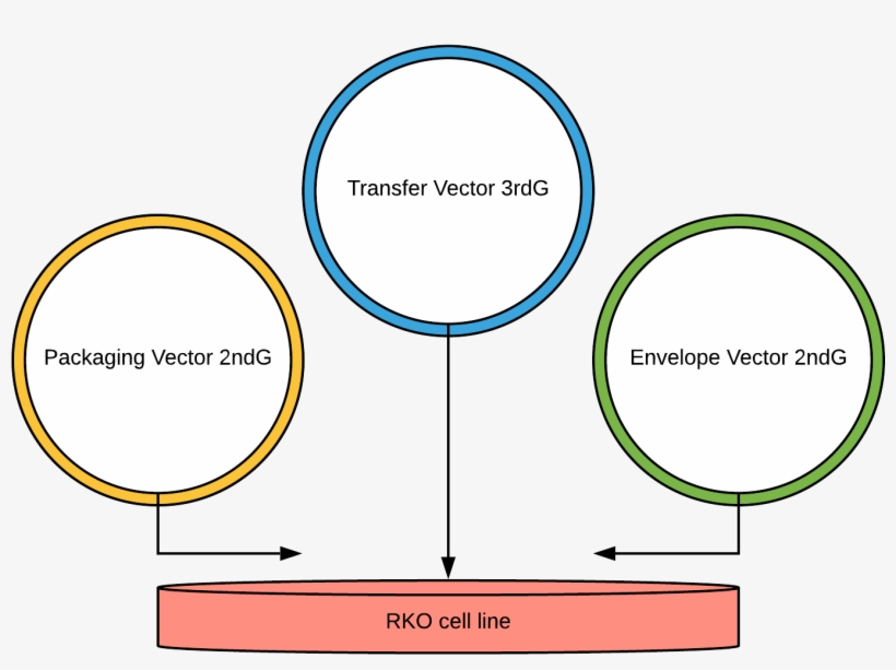 Our Main Design Of Lentiviral Transfection Into Rko - Circle - Free ...