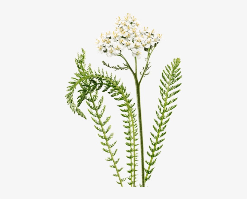 Picture Royalty Free Library Yarrow Drawing Valerian - Achillea Png ...