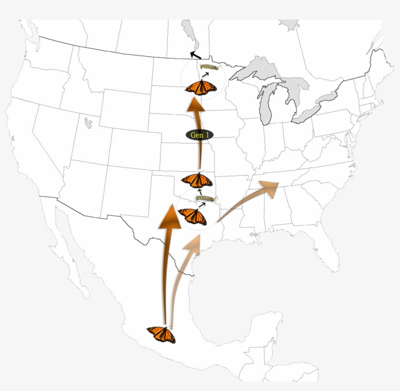 Generation 1 Graphic - Black Buffalo Fish Range - Free Transparent PNG ...