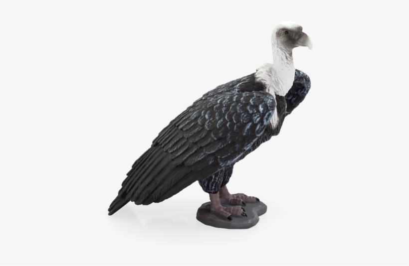 Griffon Vulture - Griffon Vulture Mojo - Free Transparent PNG Download - PNGkey