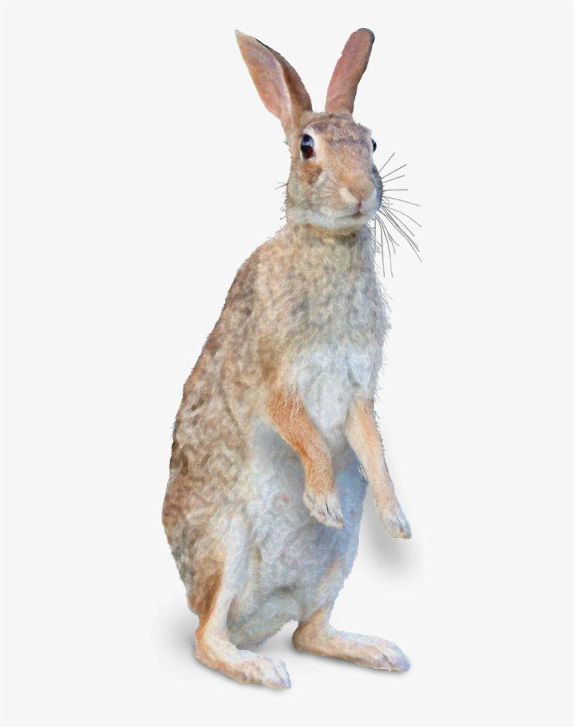 Rabbit - Free Transparent PNG Download - PNGkey
