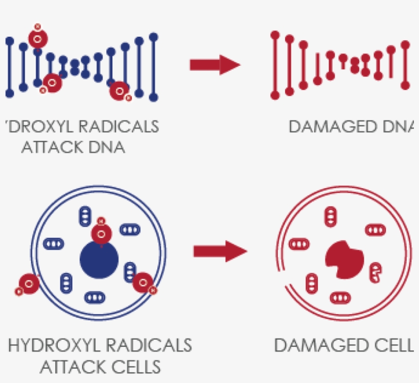 Hydroxyl Radical Damage - Free Transparent PNG Download - PNGkey