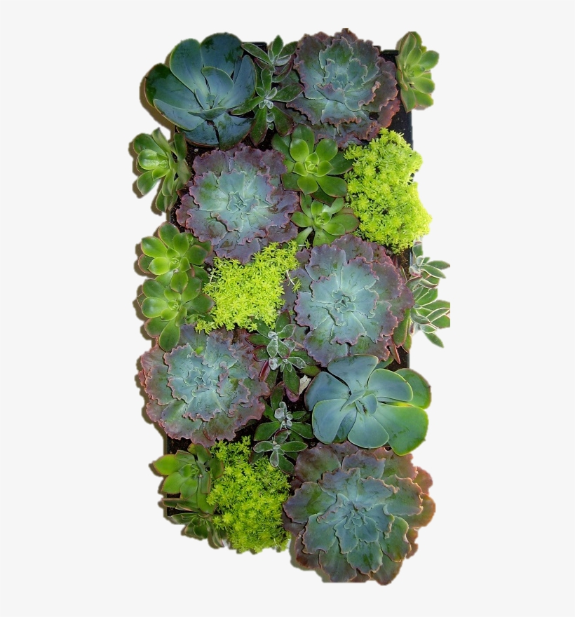 Succulent Wrapped - Free Transparent PNG Download - PNGkey
