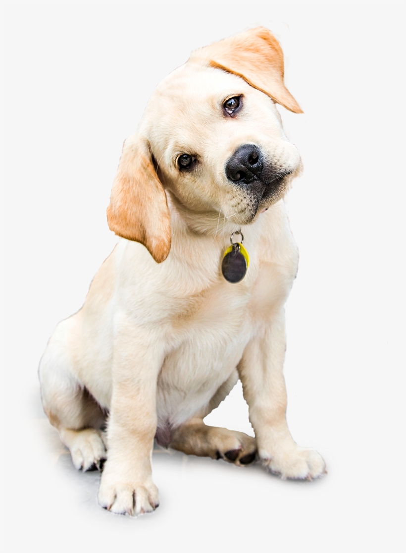 Educating Our Kids - Gold Labrador Pup Cute - Free Transparent PNG ...