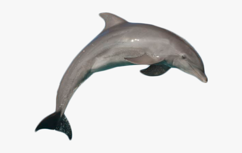 Best Atlantic Bottlenose Dolphin Jumping Png - Dolphin With No ...