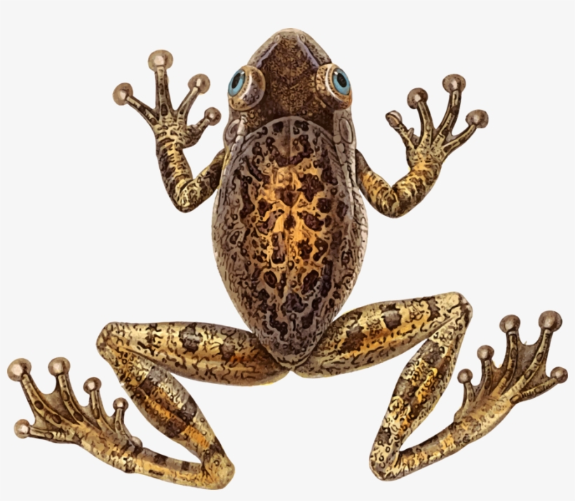 Toad Cuban Tree Frog - Cuban Tree Frog - Free Transparent PNG Download ...