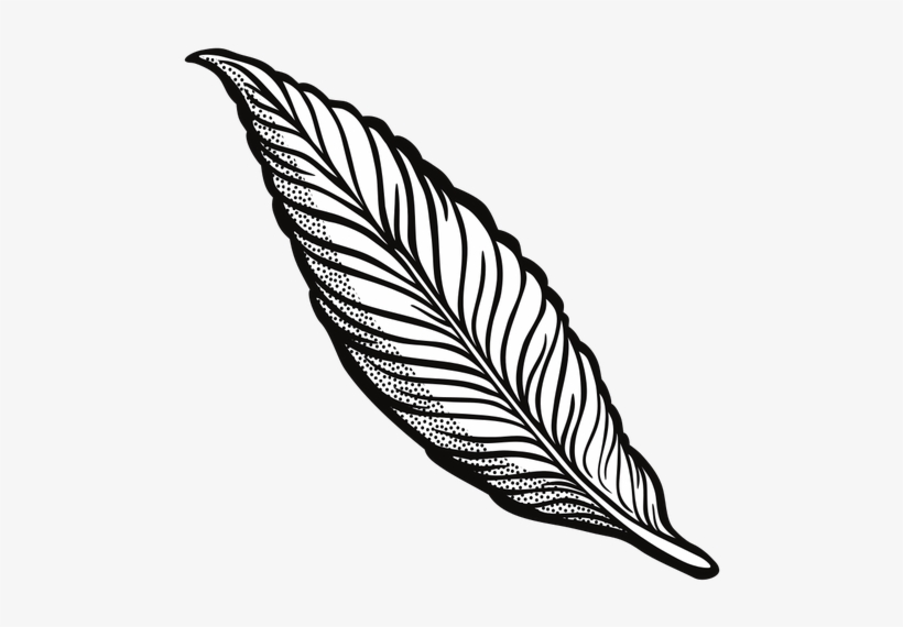 Vector Art Clipart Bulu - Feather Clipart Transparent - Free ...