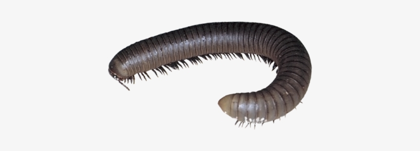 Millipede - Millipede Png - Free Transparent PNG Download - PNGkey