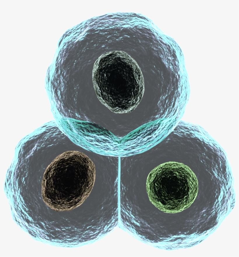 201710 Cells - Wikimedia Commons - Free Transparent PNG Download - PNGkey