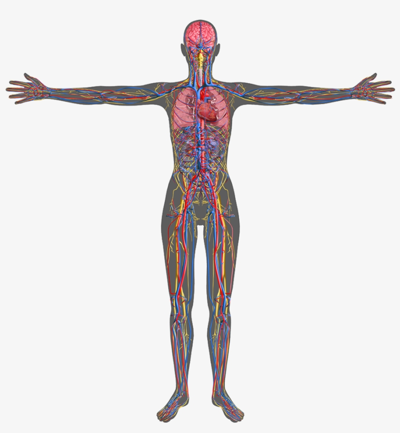 Body Science - Free Transparent PNG Download - PNGkey
