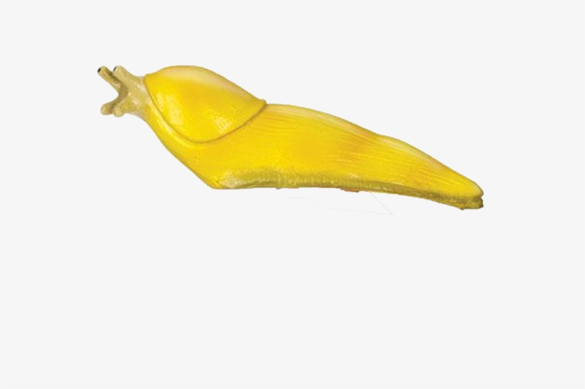 Leopard Slug - Free Transparent PNG Download - PNGkey