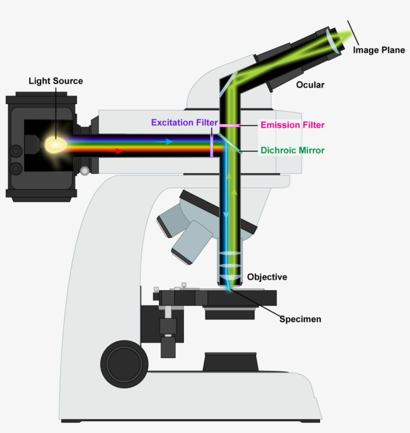 Fluorescence Microscope Mechanism - Fluorescence Microscope Cartoon ...