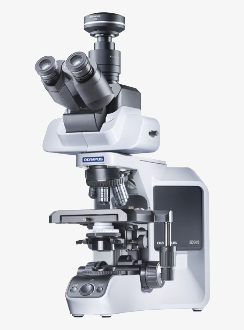Olympus Bx43 Manual Upright Microscope - Microscope Olympus Bx 43 ...