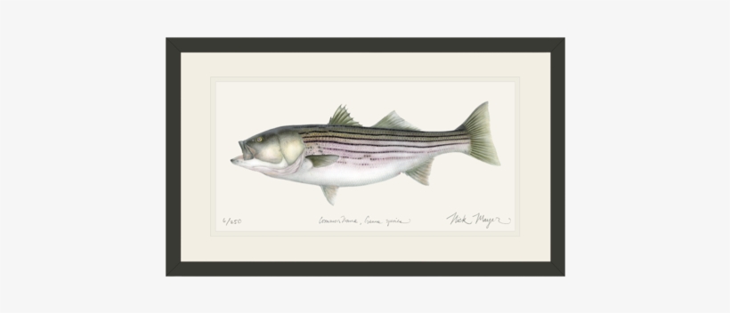 Striped Bass, 30 Lbs - Striped Bass Poster - Free Transparent PNG ...