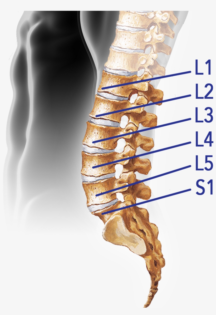Spine-lumbar - Vertebral Column - Free Transparent PNG Download - PNGkey