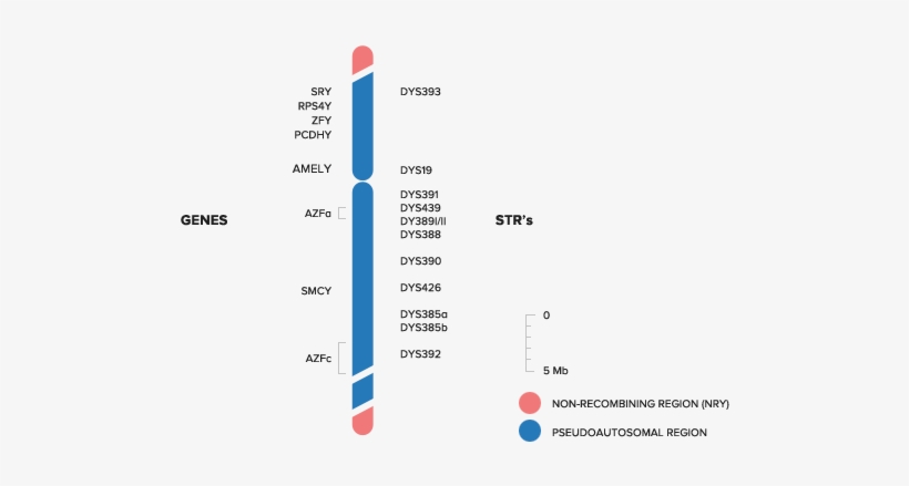 Structure Of Y Chromosome - Free Transparent PNG Download - PNGkey