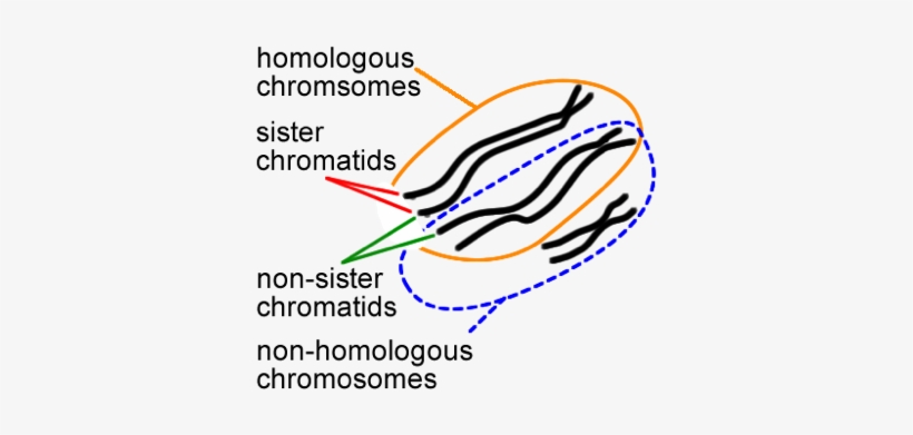 4 Relationships Between Chromosomes And Chromatids - Homologous And ...