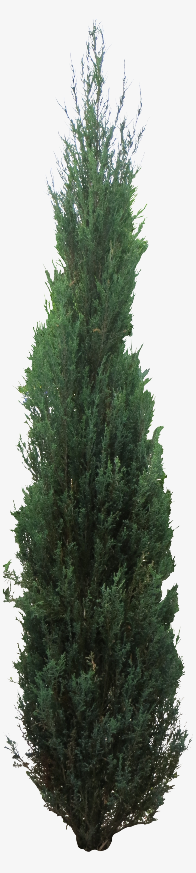 Pine Tree Clipart Juniper Tree - Free Transparent PNG Download - PNGkey