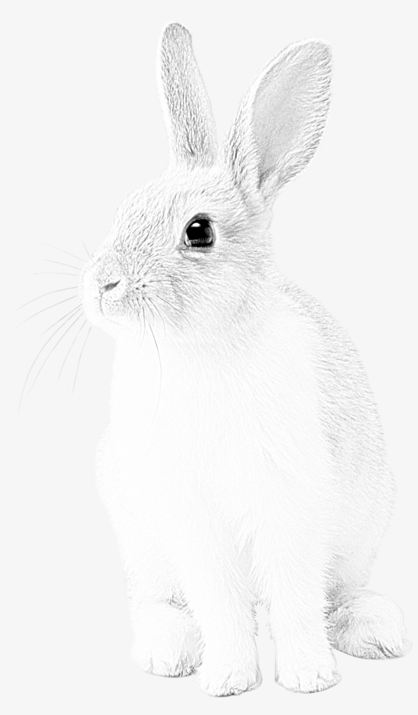 Hand Drawn Rabbit Portrait - Portrait - Free Transparent PNG Download ...