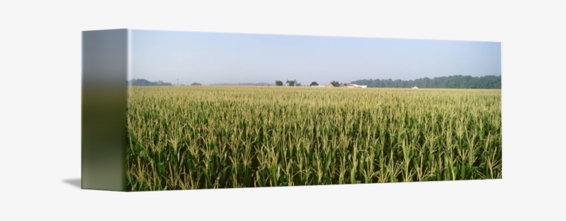 Cornfield Drawing Prairie Png Freeuse Download - Poster: Panoramic ...