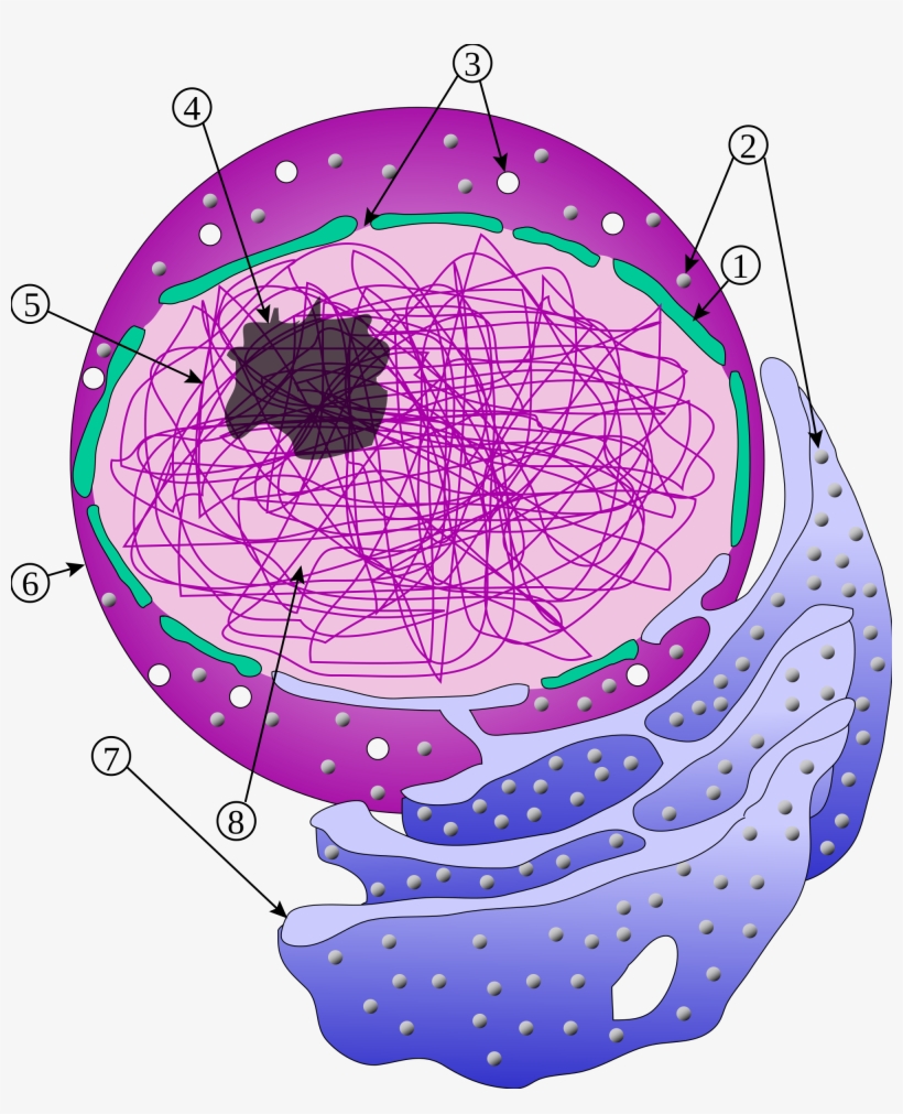 Open - Endoplasmic Reticulum Svg - Free Transparent PNG Download - PNGkey