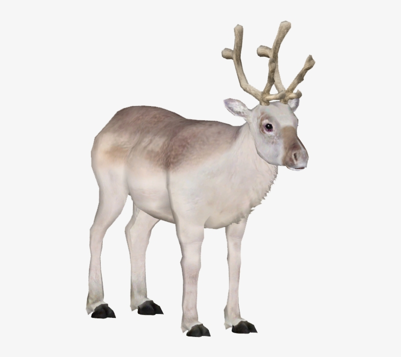 Peary Caribou 5 - Cartoon Peary Caribou - Free Transparent PNG Download ...
